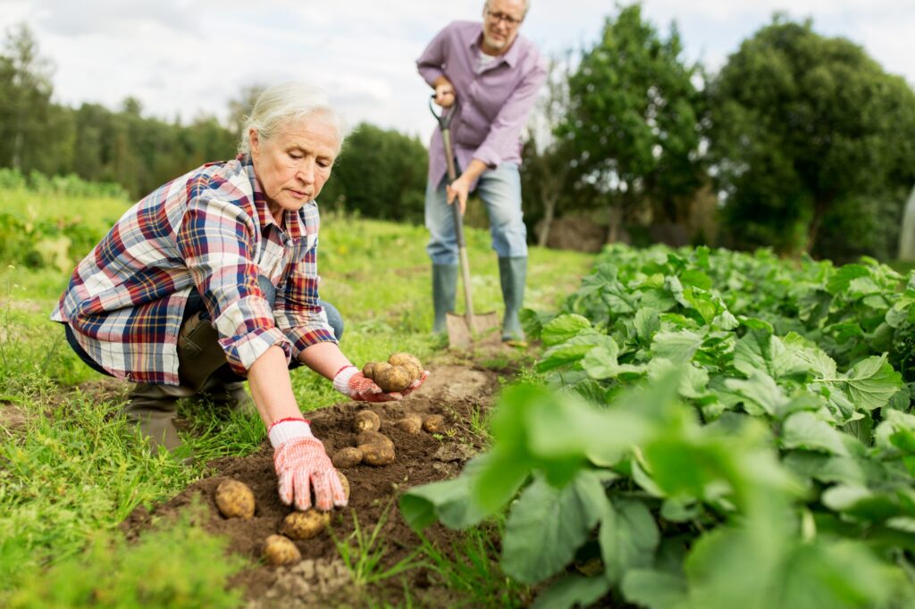 Cacahuetier : astuces pour votre récolte de cacahuètes faites maison